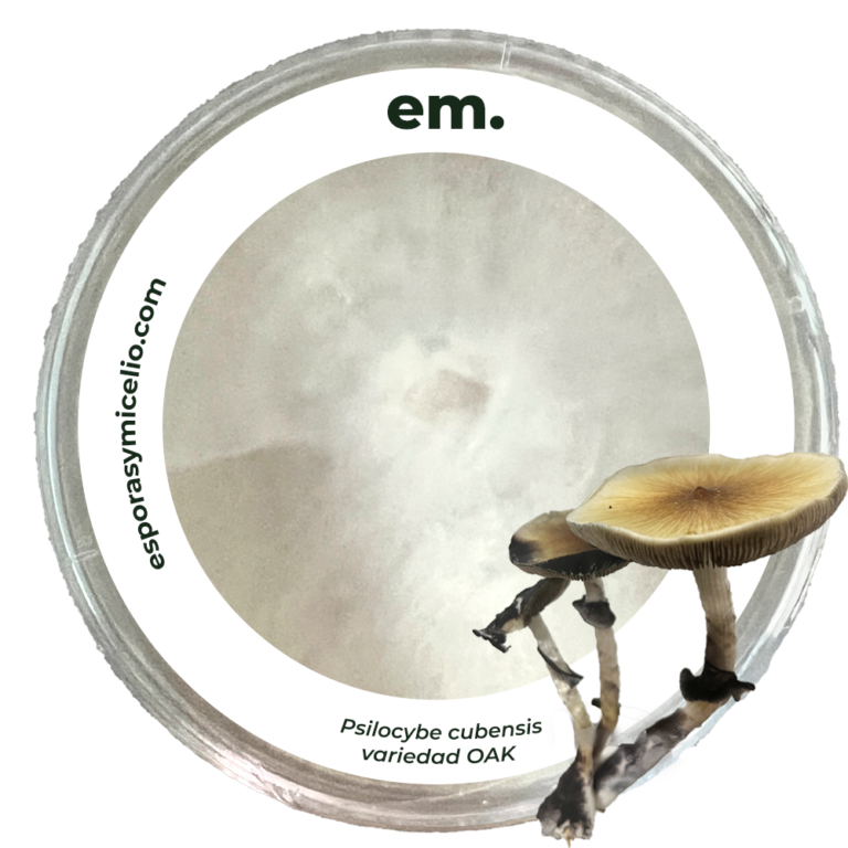 Micelio de Psilocybe cubensis OAK - Esporas y Micelio México